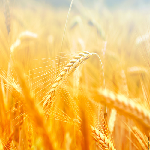 KWS Borrelly csávázott II. fok rendelése - Primag