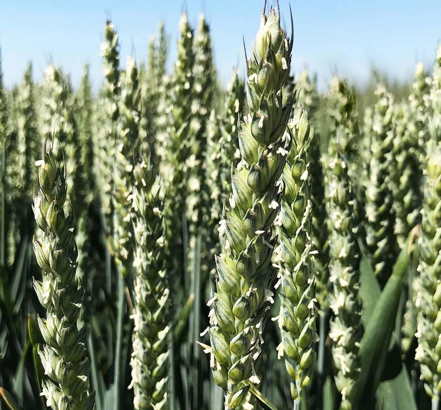 Celebrity csávázott II. fok rendelése - Primag