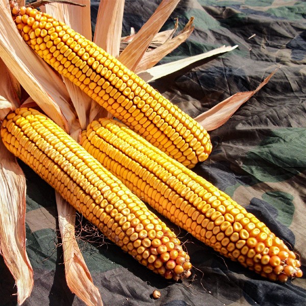 RGT Rivoxx csávázott rendelése - Primag