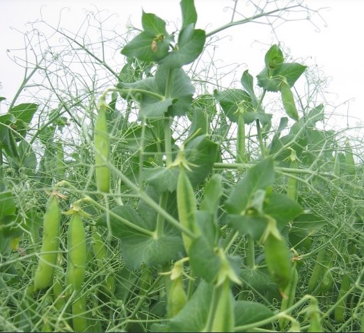 Lapony csávázott I. fok rendelése - Primag