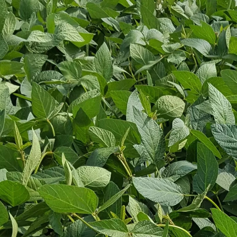 Adessa csávázatlan oltott II. fok rendelése - Primag