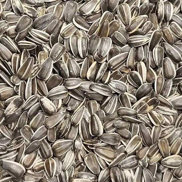 N5H493 CL csávázott rendelése - Primag